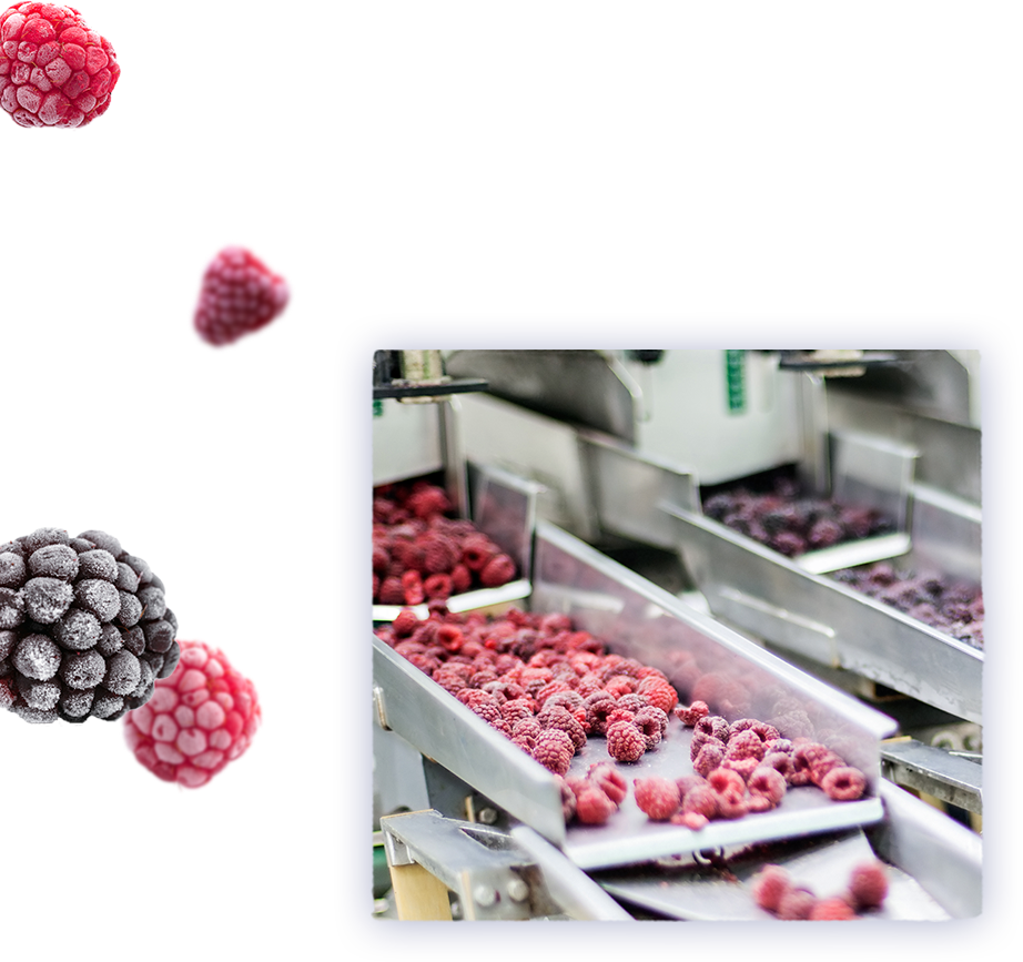 Le chemin d’un plat préparé surgelé - EGS